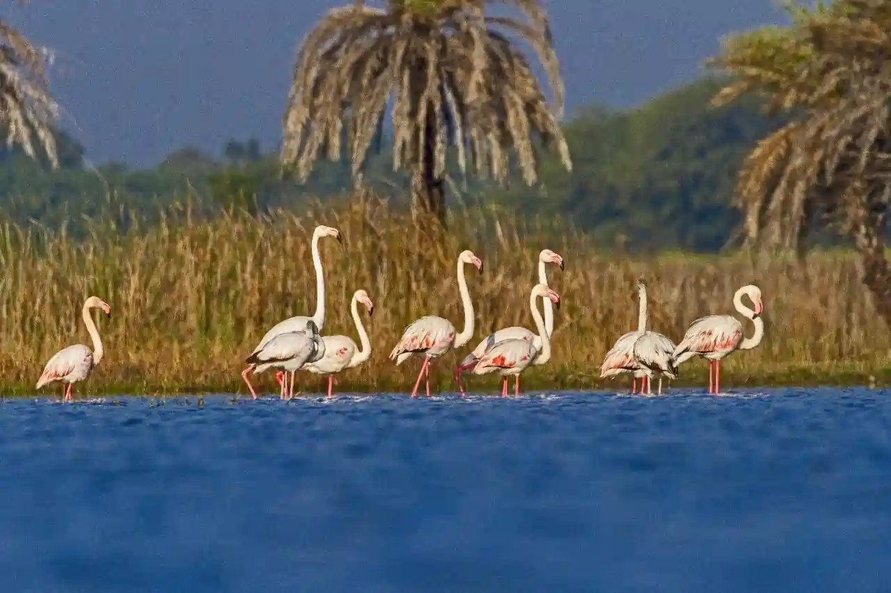 India Adds Two New Ramsar Wetlands, Boosting Conservation Efforts ...
