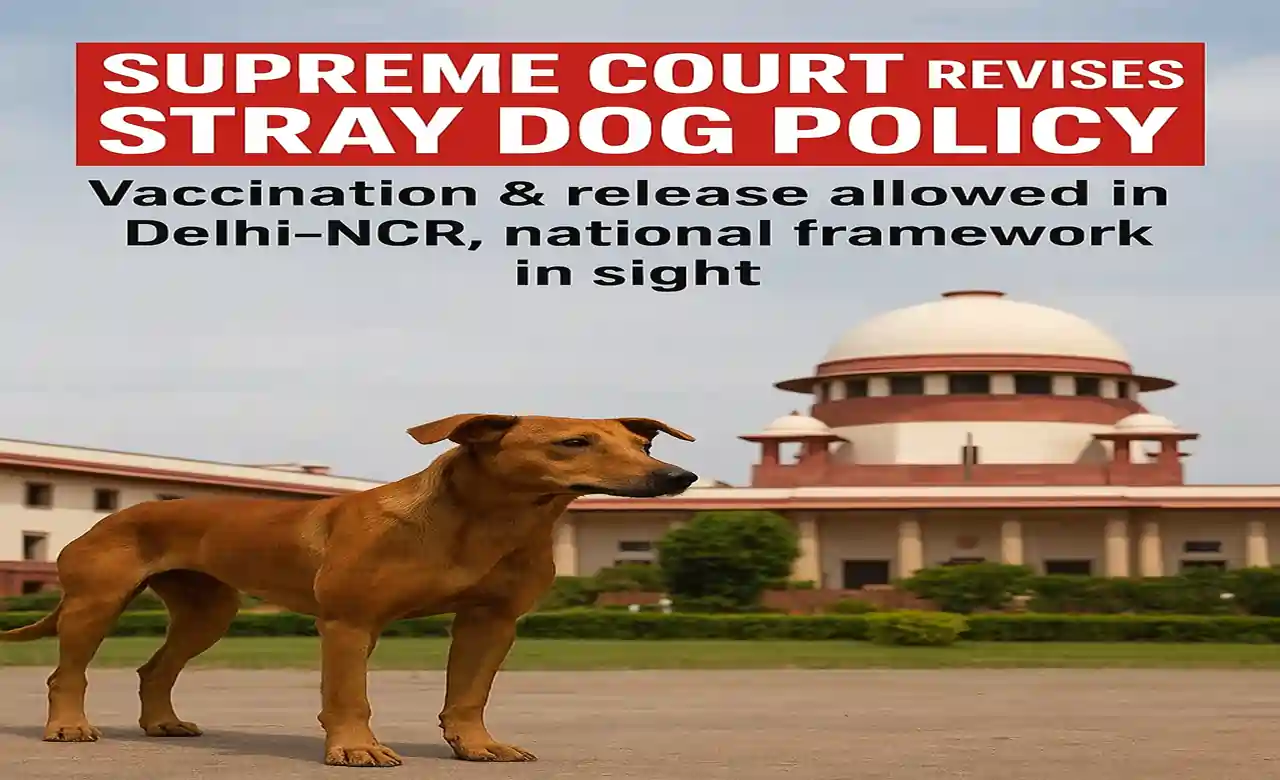 Supreme Court Revises Stray Dog Policy: Vaccination and Release Allowed ...